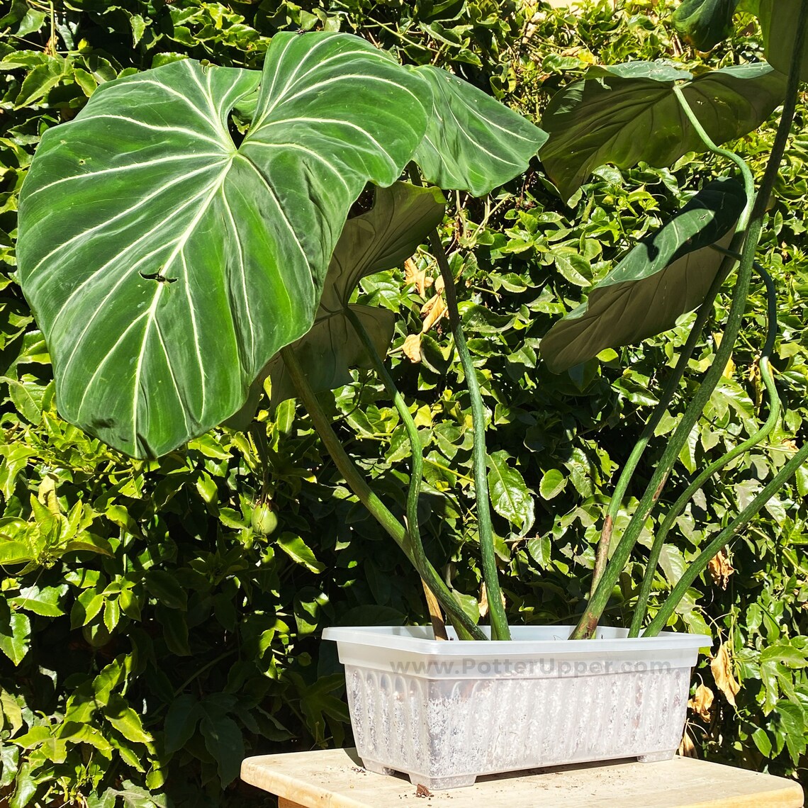 17" Translucent Rectangle Planter for Crawling Philodendrons, Monsteras ...