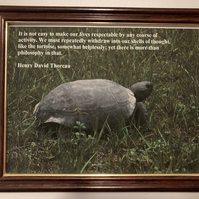 Henry David Thoreau - Etsy