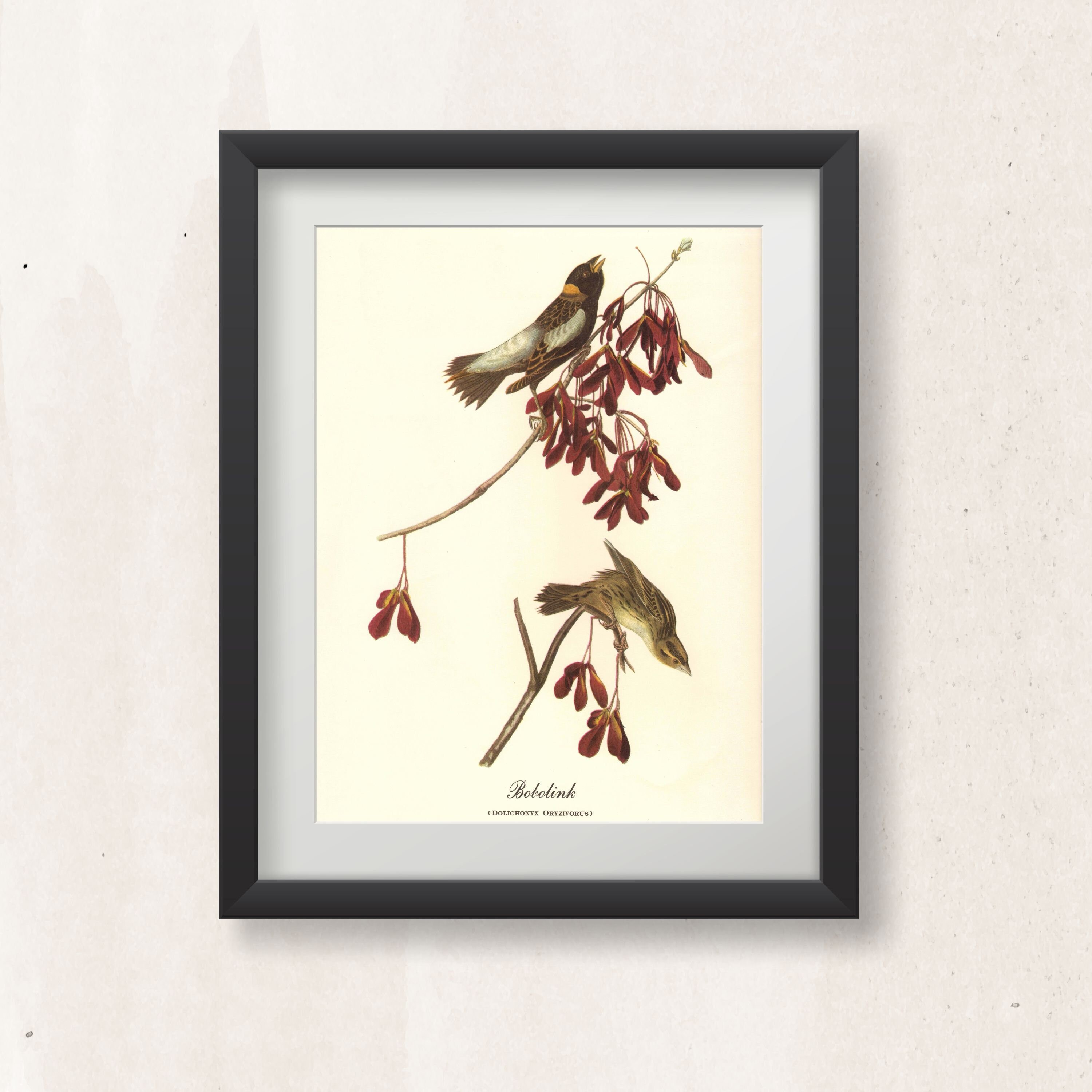 Audubon Art, Bobolink Vintage Bird Drawing, Instant Download Printable ...