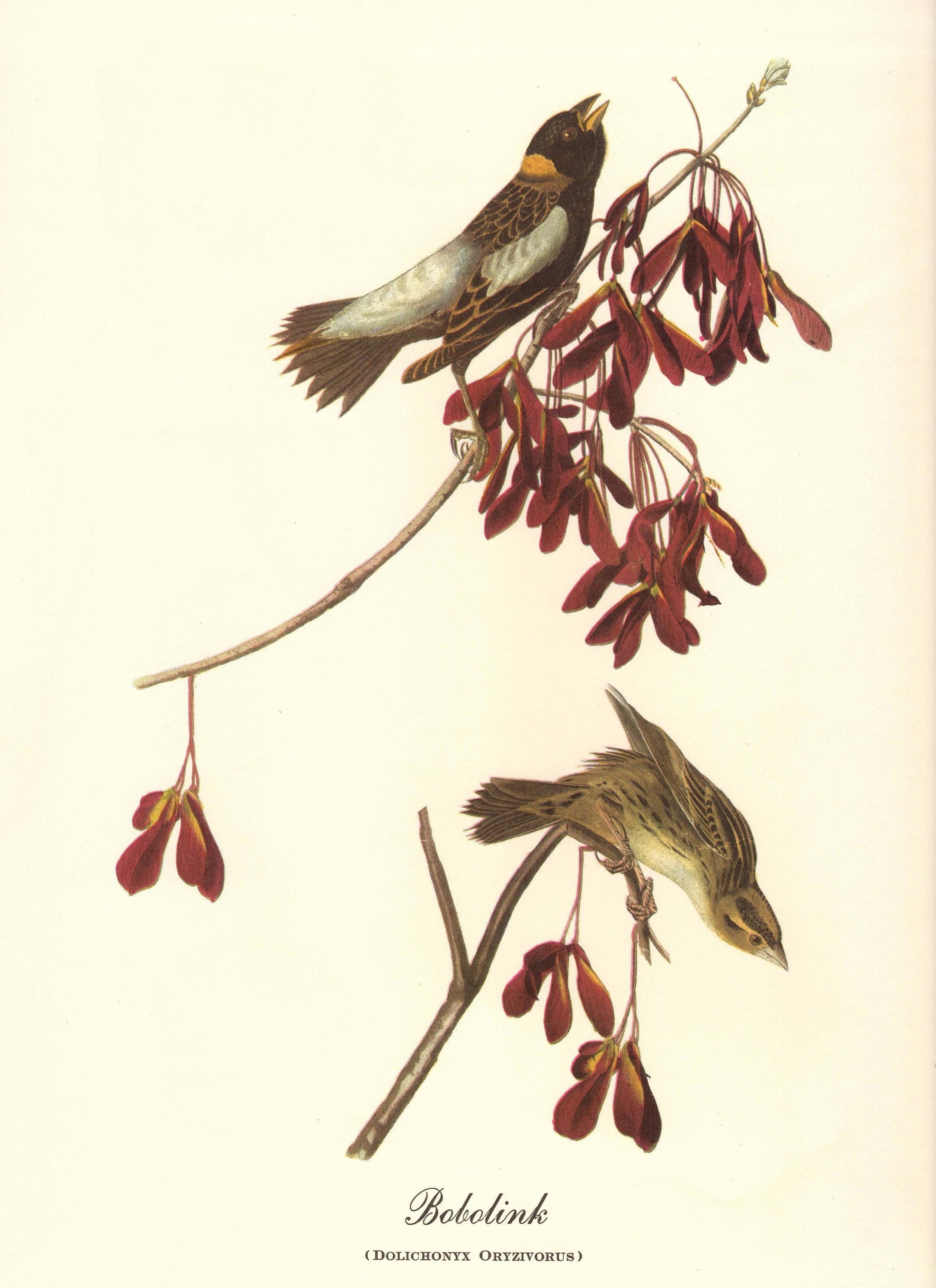Audubon Art, Bobolink Vintage Bird Drawing, Instant Download Printable ...