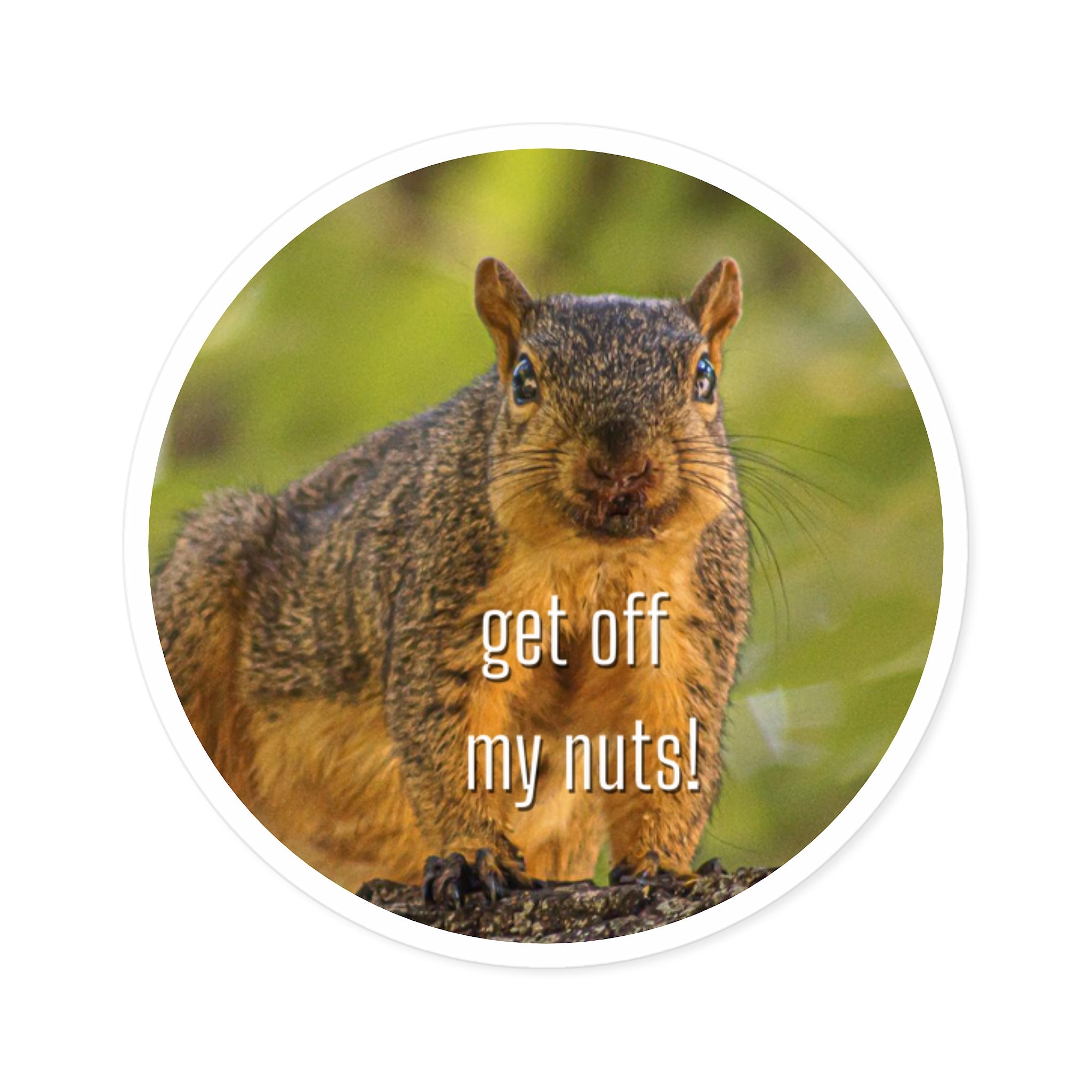 Squirrel Nuts Memes