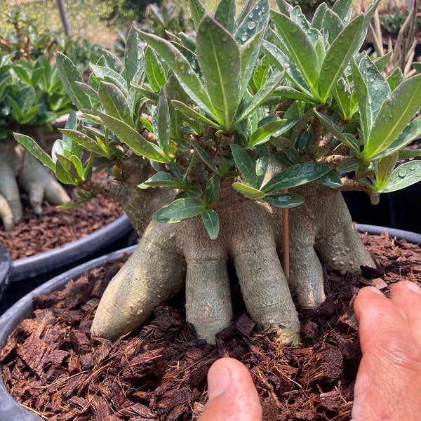 Adenium Arabicum - Etsy