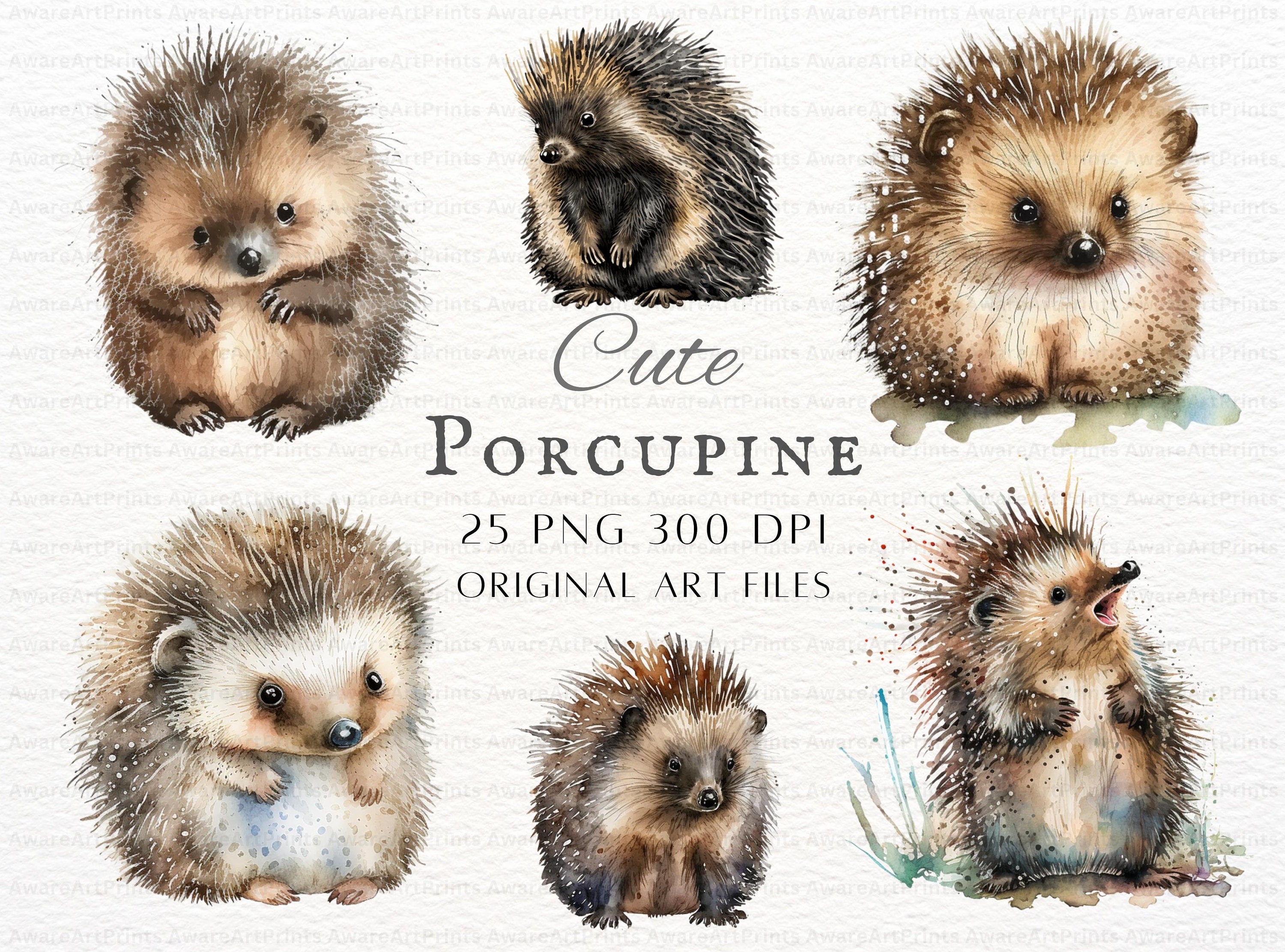Baby Porcupine