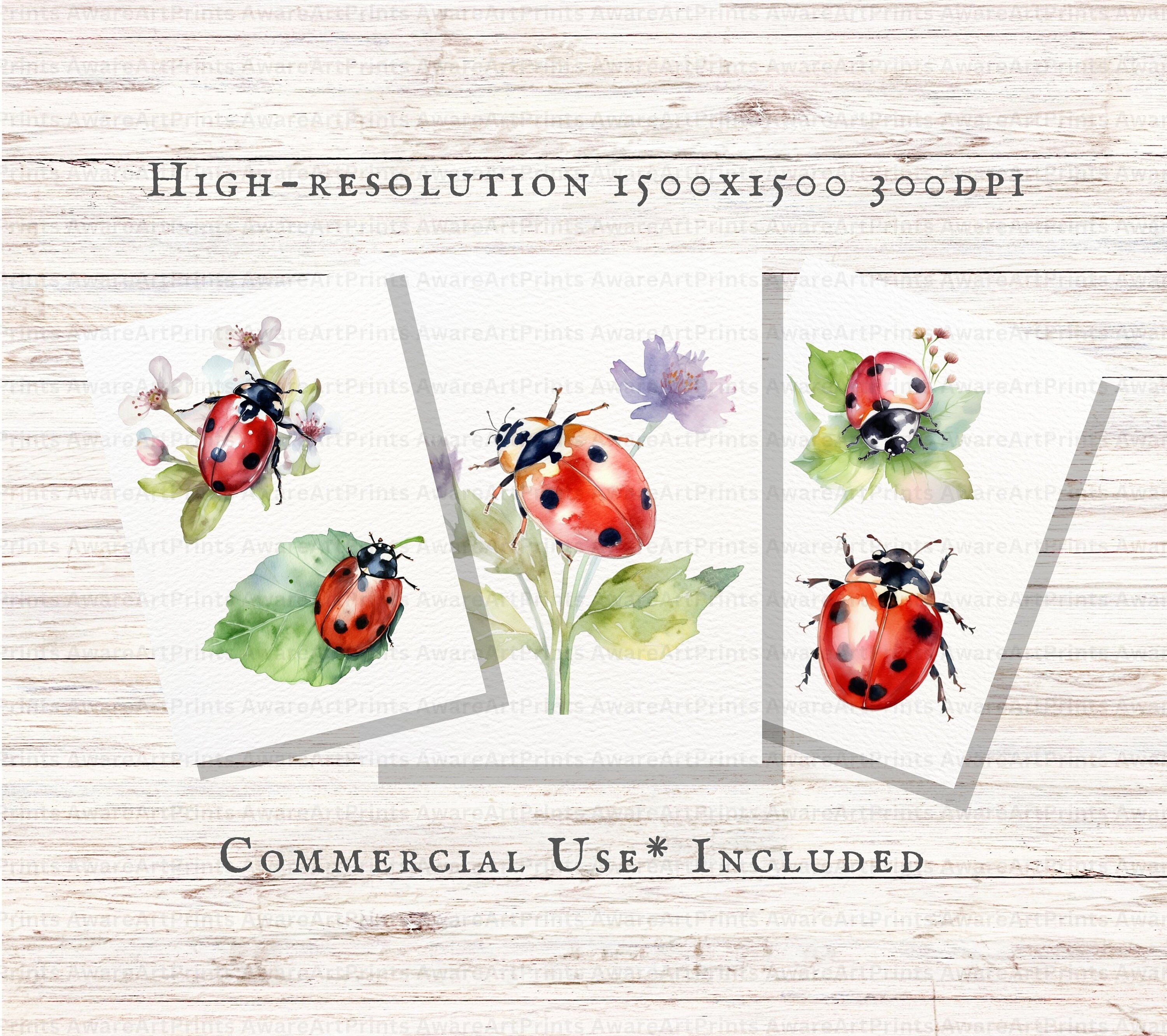 Ladybug 25pc PNG & JPEG | Ladybug PNG | Watercolor Ladybug Art ...