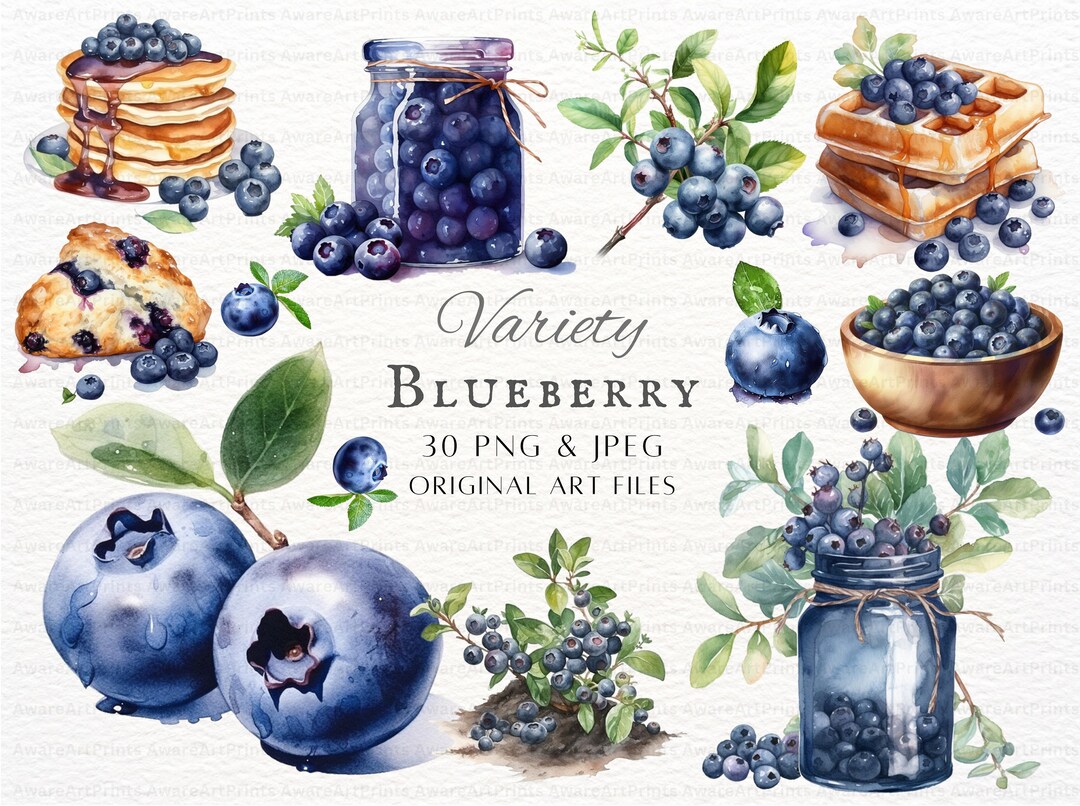 Blueberry 30pc PNG & JPEG Bundle | Watercolor Blueberry Art | Blueberry ...