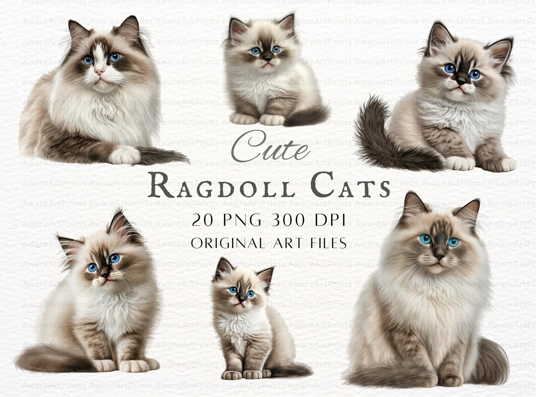 Ragdoll Cats 20pc PNG & JPEG | Ragdoll Cat PNG | Ragdoll Kitten Clipart ...