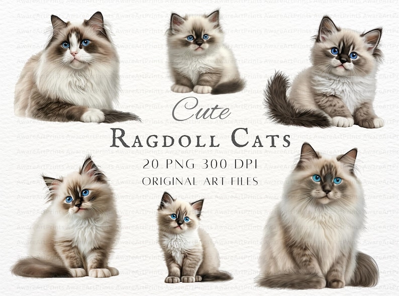 Ragdoll Cats 20pc PNG & JPEG | Ragdoll Cat PNG | Ragdoll Kitten Clipart ...