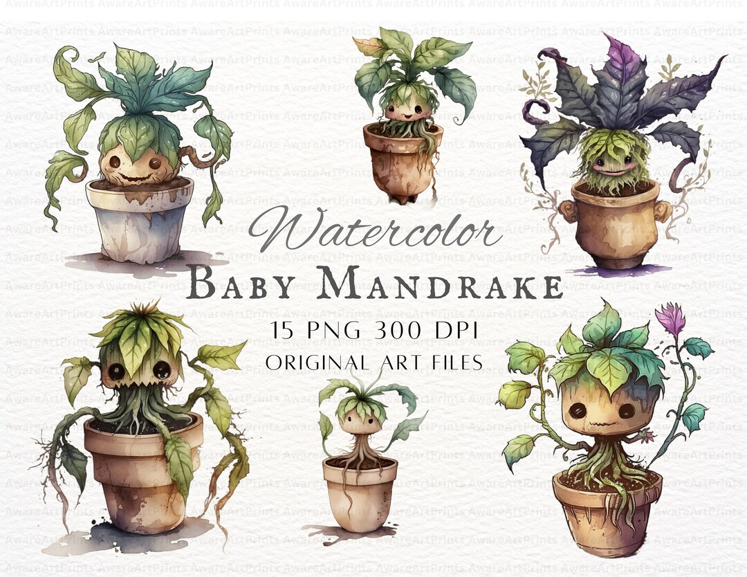 Mandrake Clipart 15pc Bundle Set 1 | Watercolor Mandrake | Mandrake PNG ...