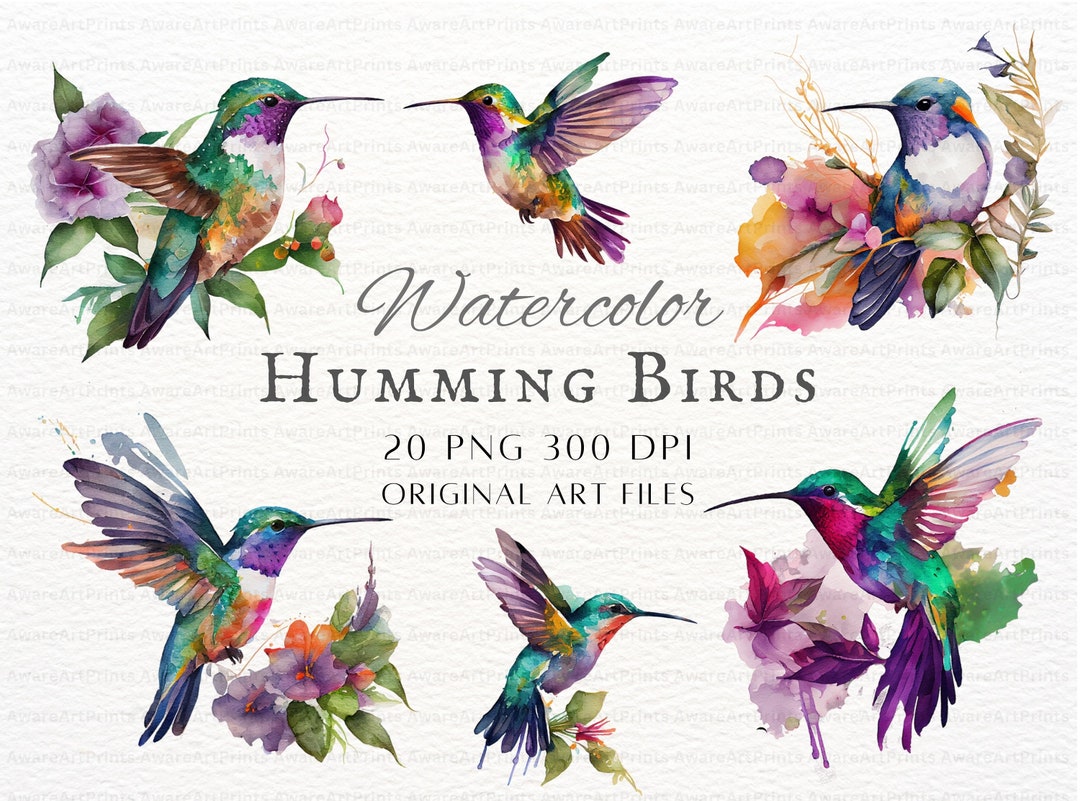 Hummingbird 20pc PNG & JPEG Bundle | Hummingbird PNG | Hummingbird ...