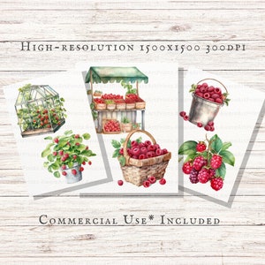Raspberry Bundle 35pc PNG & JPEG Bundle | Watercolor Raspberry Clipart ...