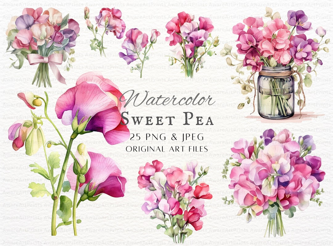 Sweet Pea 25pc PNG & JPEG Bundle | Watercolor Sweet Pea | Flower ...