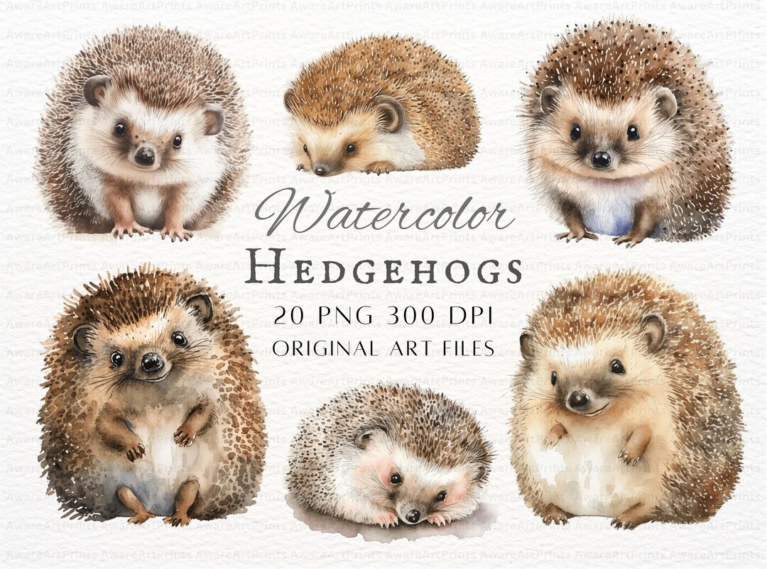 Hedgehog 20pc PNG & JPEG | Watercolor Hedgehog PNG | Kawaii Hedgehog ...