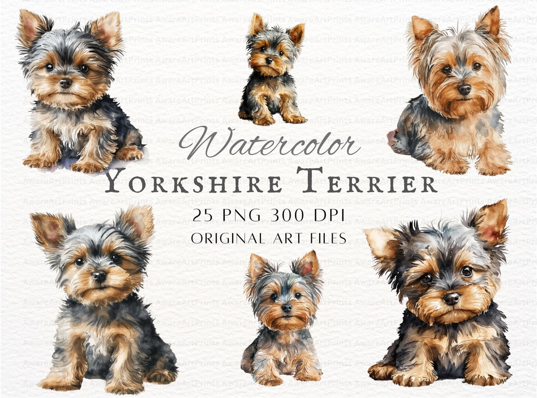 Yorkshire Terrier 25pc PNG & JPEG | Yorkshire Terrier PNG | Yorkie ...