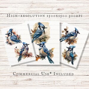 Vintage Blue Jay 25pc PNG & JPEG Bundle | Blue Jay PNG | Bird ...