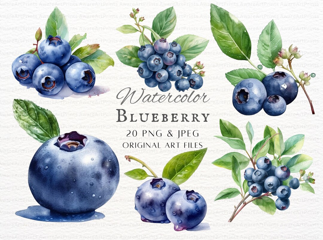 Blueberries 20pc PNG & JPEG Bundle | Watercolor Blueberry | Blueberry ...