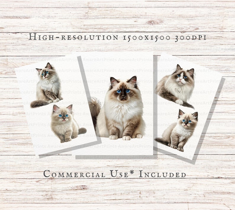 Ragdoll Cats 20pc PNG & JPEG | Ragdoll Cat PNG | Ragdoll Kitten Clipart ...