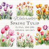 Spring Pink Tulip Watercolor Clip Art/ Floral Clipart/ Botanical ...