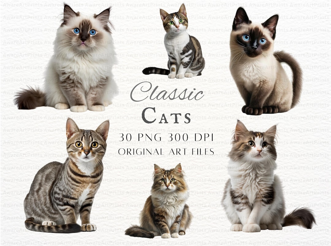 Classic Cats 30pc PNG & JPEG | Cat PNG | Cat Photos | Cats Commercial ...