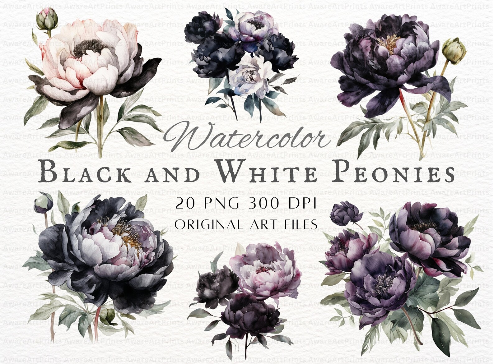 Black and White Peonies 20pc PNG Bundle Watercolor Peony PNG - Etsy