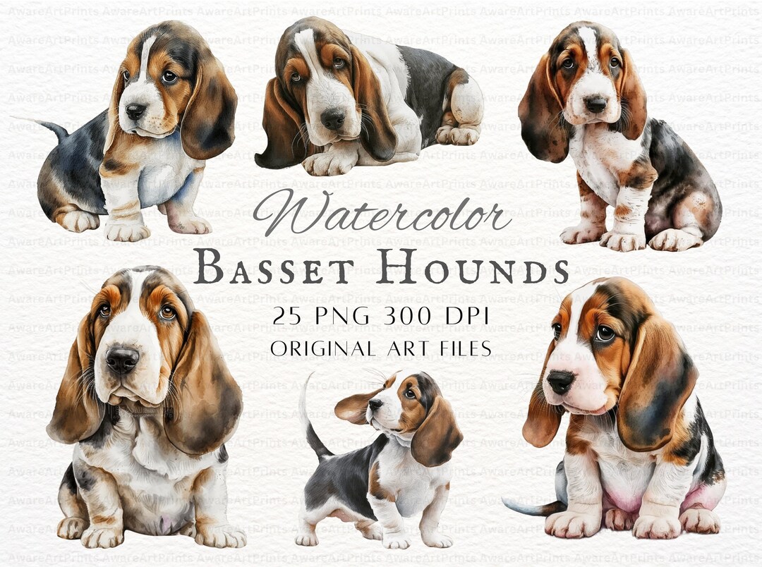 Watercolor Basset Hound 25pc PNG & JPEG | Basset Hound PNG | Basset ...