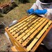 Bee Hive Box Rack Stainless Steel - Etsy