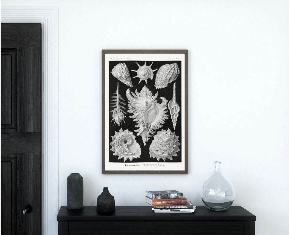 Shells Poster Ernst Haeckel Ocean Art Vintage Water and - Etsy