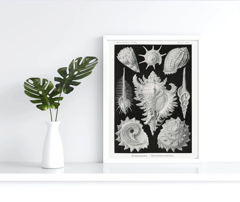 Shells Poster Ernst Haeckel Ocean Art Vintage Water and Terrestrial Sea ...