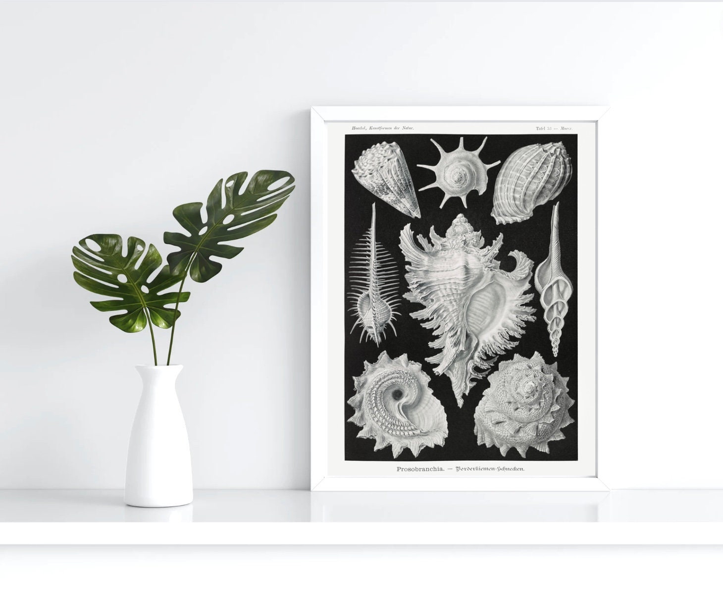 Shells Poster Ernst Haeckel Ocean Art Vintage Water and Terrestrial Sea ...