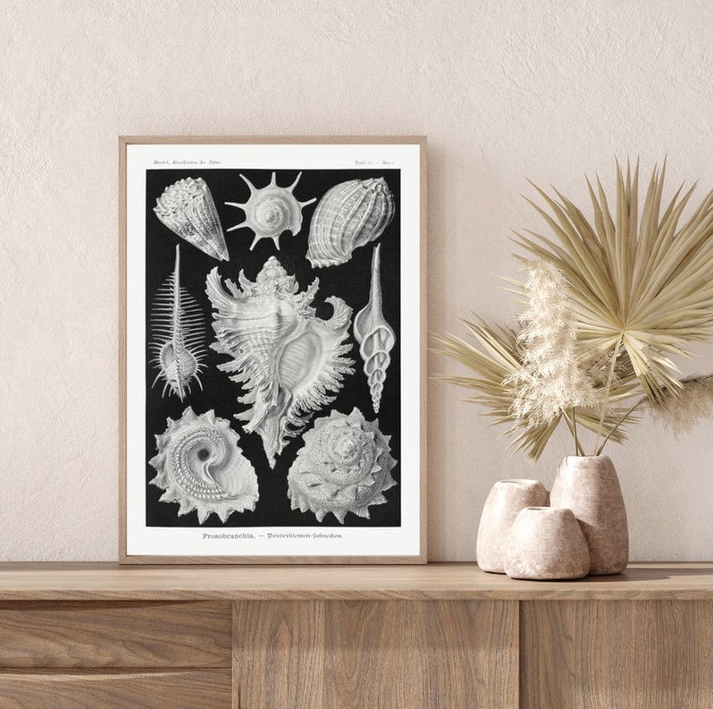 Shells Poster Ernst Haeckel Ocean Art Vintage Water and - Etsy