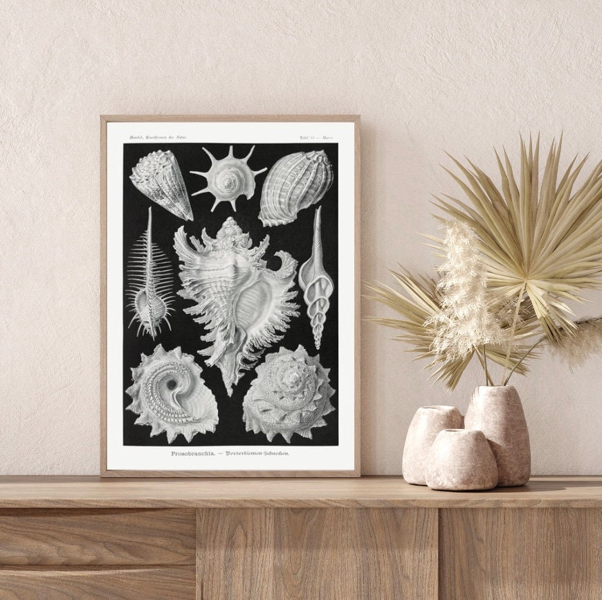 Shells Poster Ernst Haeckel Ocean Art Vintage Water and Terrestrial Sea ...