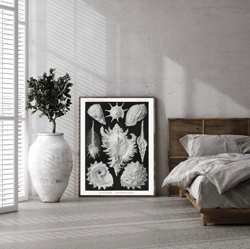 Shells Poster Ernst Haeckel Ocean Art Vintage Water and Terrestrial Sea ...