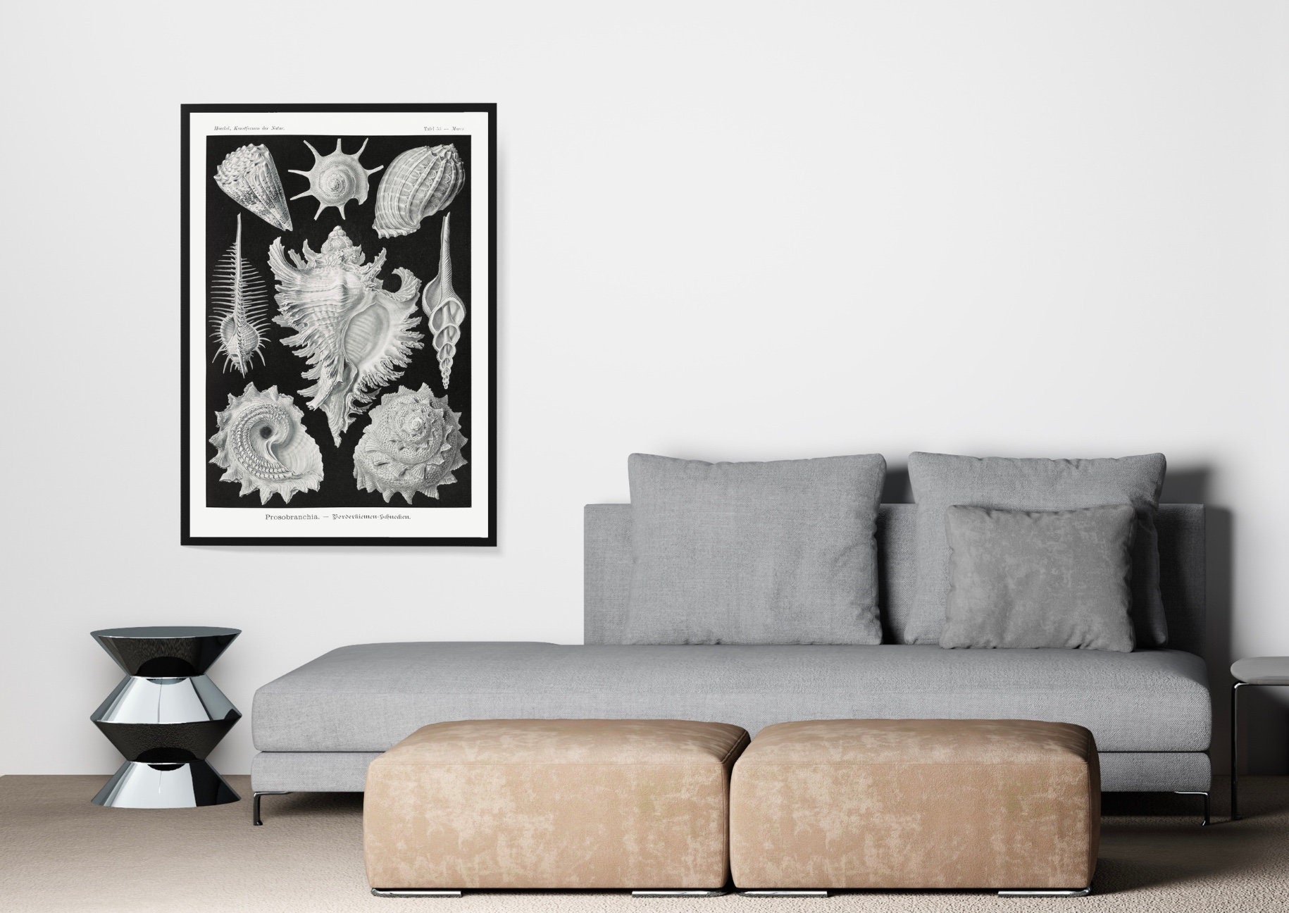 Shells Poster Ernst Haeckel Ocean Art Vintage Water and Terrestrial Sea ...
