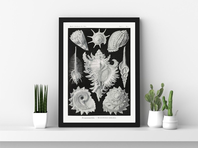 Shells Poster Ernst Haeckel Ocean Art Vintage Water and - Etsy