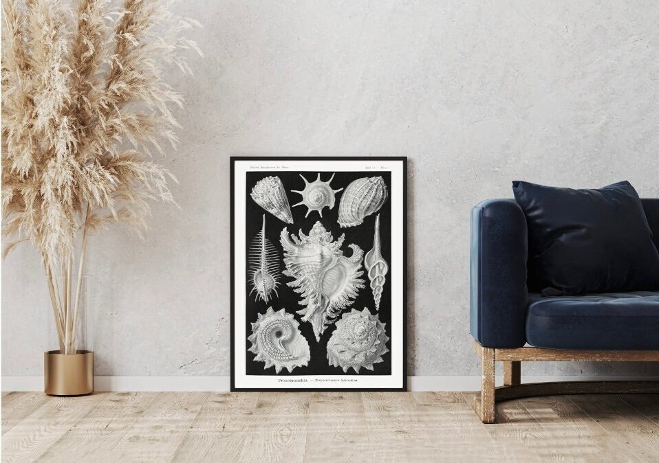 Shells Poster Ernst Haeckel Ocean Art Vintage Water and - Etsy