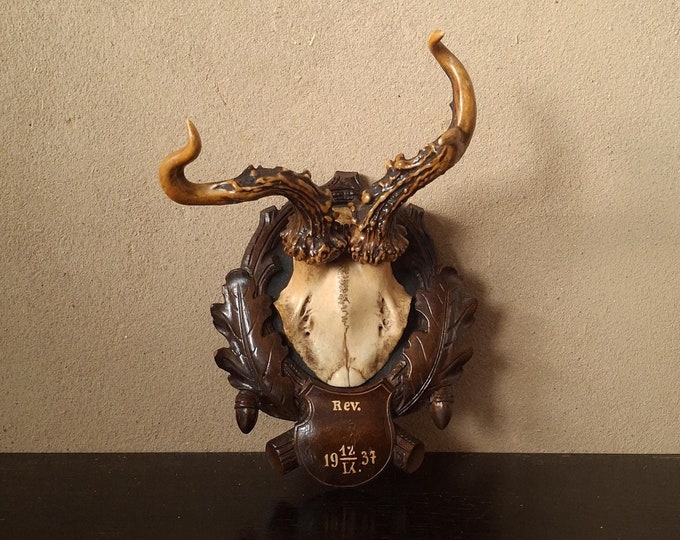 Antique Hunting Trophy Board With Small Deer Antlers With Rare ...