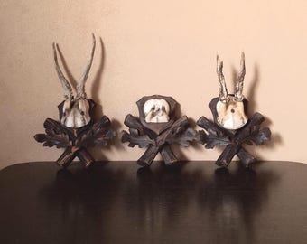 Antique Hunting Trophy Board With Small Deer Antlers With Rare ...