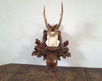 Antique Hunting Trophy Board With Small Deer Antlers With Rare ...