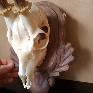 A Carved Wooden Hunting Trophy Board With Small Deer Antlers on a Piece ...