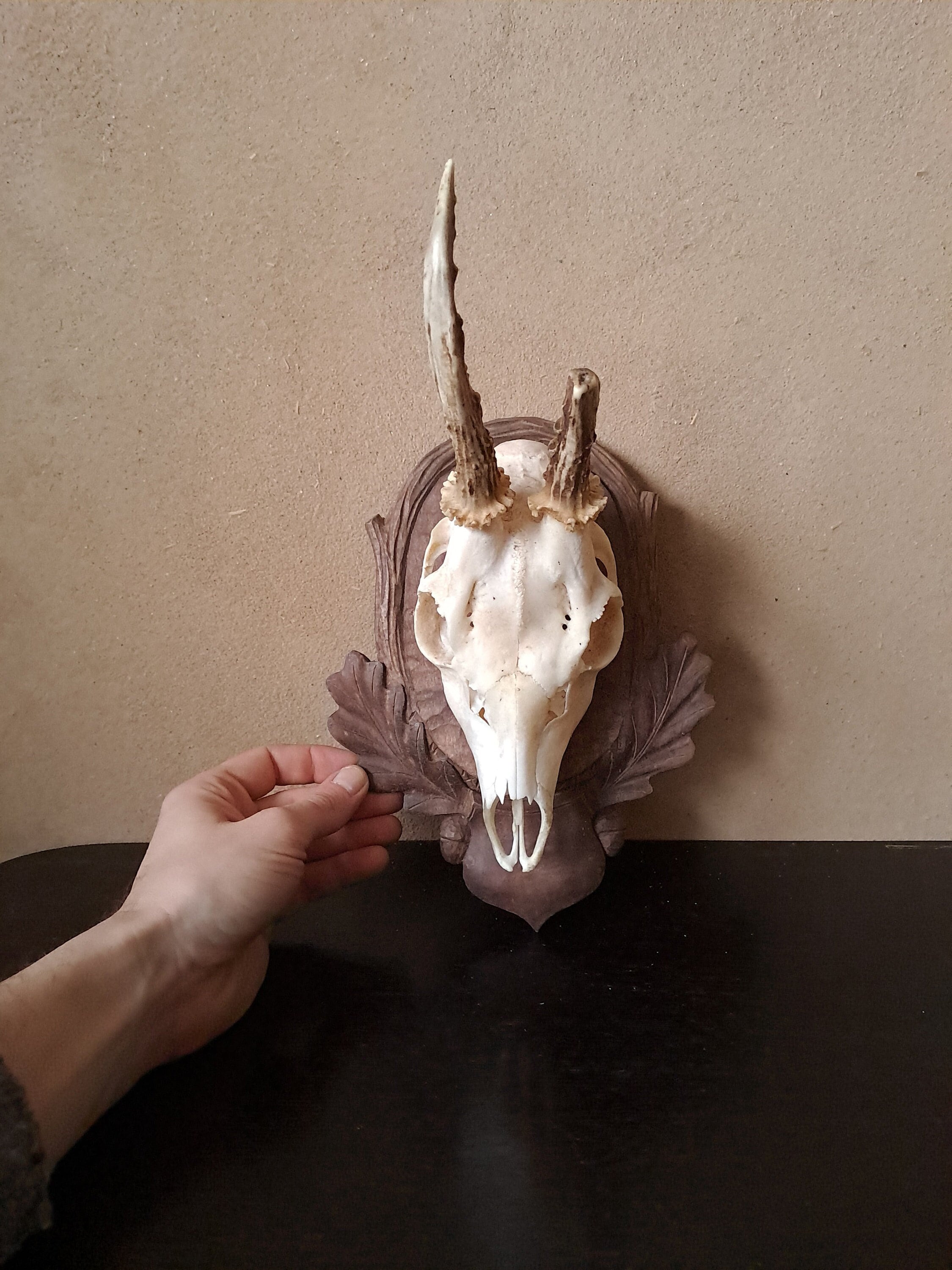 A Carved Wooden Hunting Trophy Board With Small Deer Antlers on a Piece ...