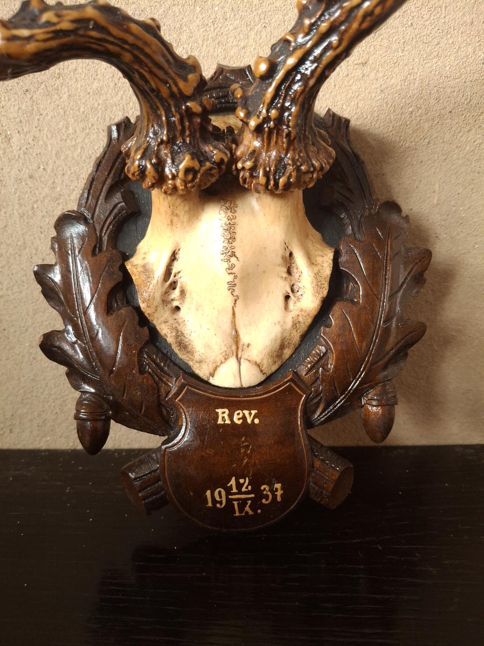 Antique Hunting Trophy Board With Small Deer Antlers With Rare ...