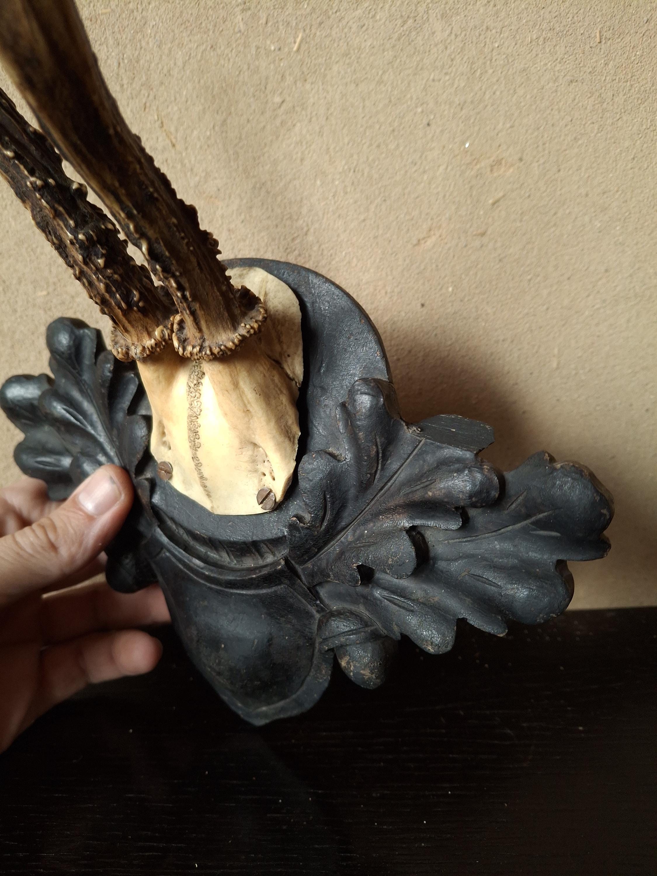 Antique Carved Wooden Hunting Trophy Board With Small Deer Antlers on a ...