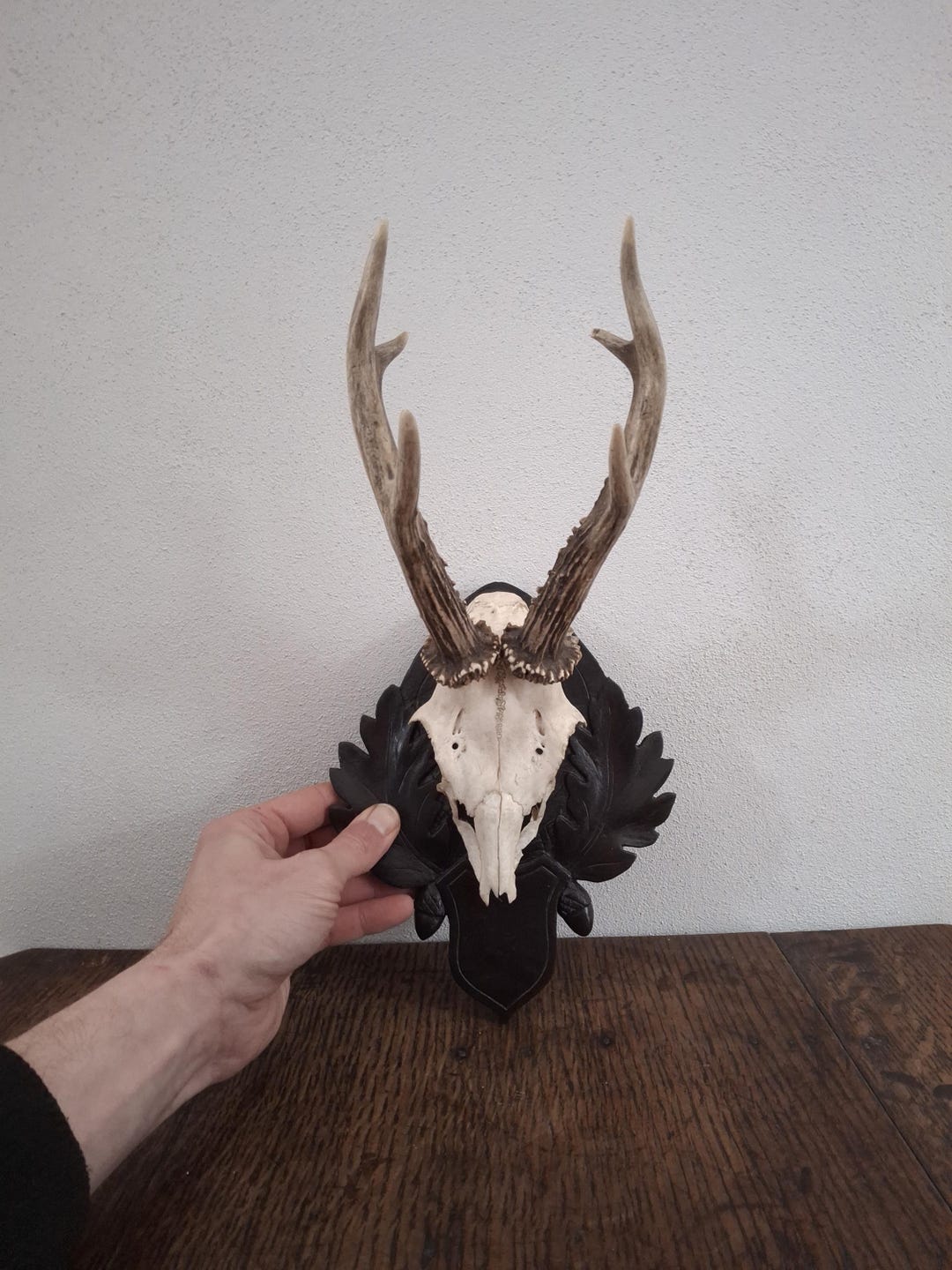 Antique Carved Wooden Hunting Trophy Board With Deer Antlers on a Piece ...