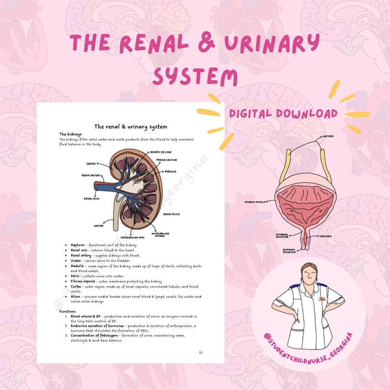 Renal & Urinary System Notes DIGITAL DOWNLOAD - Etsy