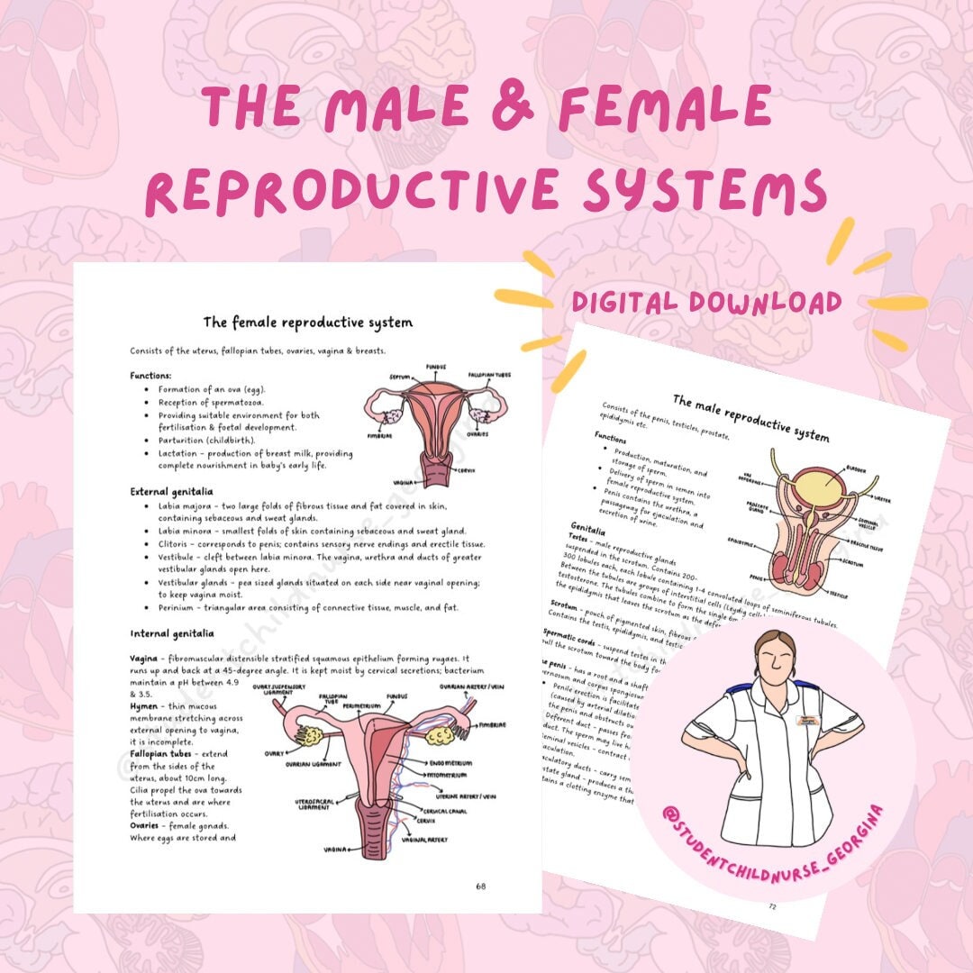 Reproductive Systems Notes DIGITAL DOWNLOAD - Etsy