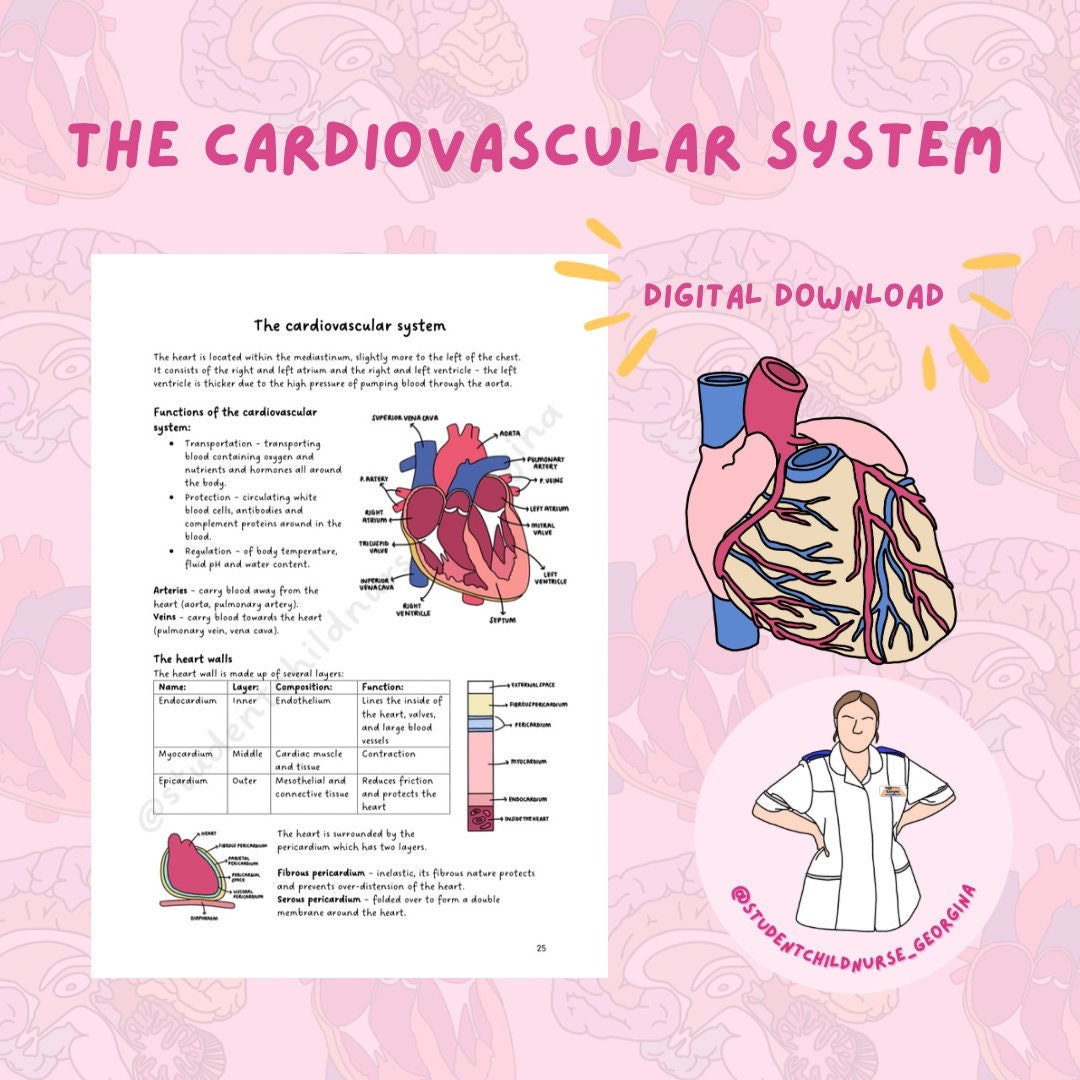 Cardiovascular System Notes DIGITAL DOWNLOAD - Etsy