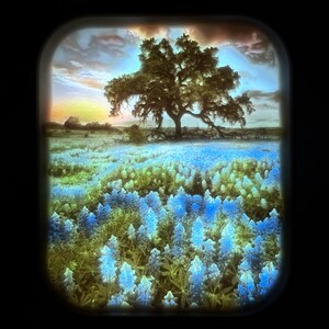 Tree Sunset Wooden Night Light, Texas Meadow Sunrise With Blue Bonnets ...