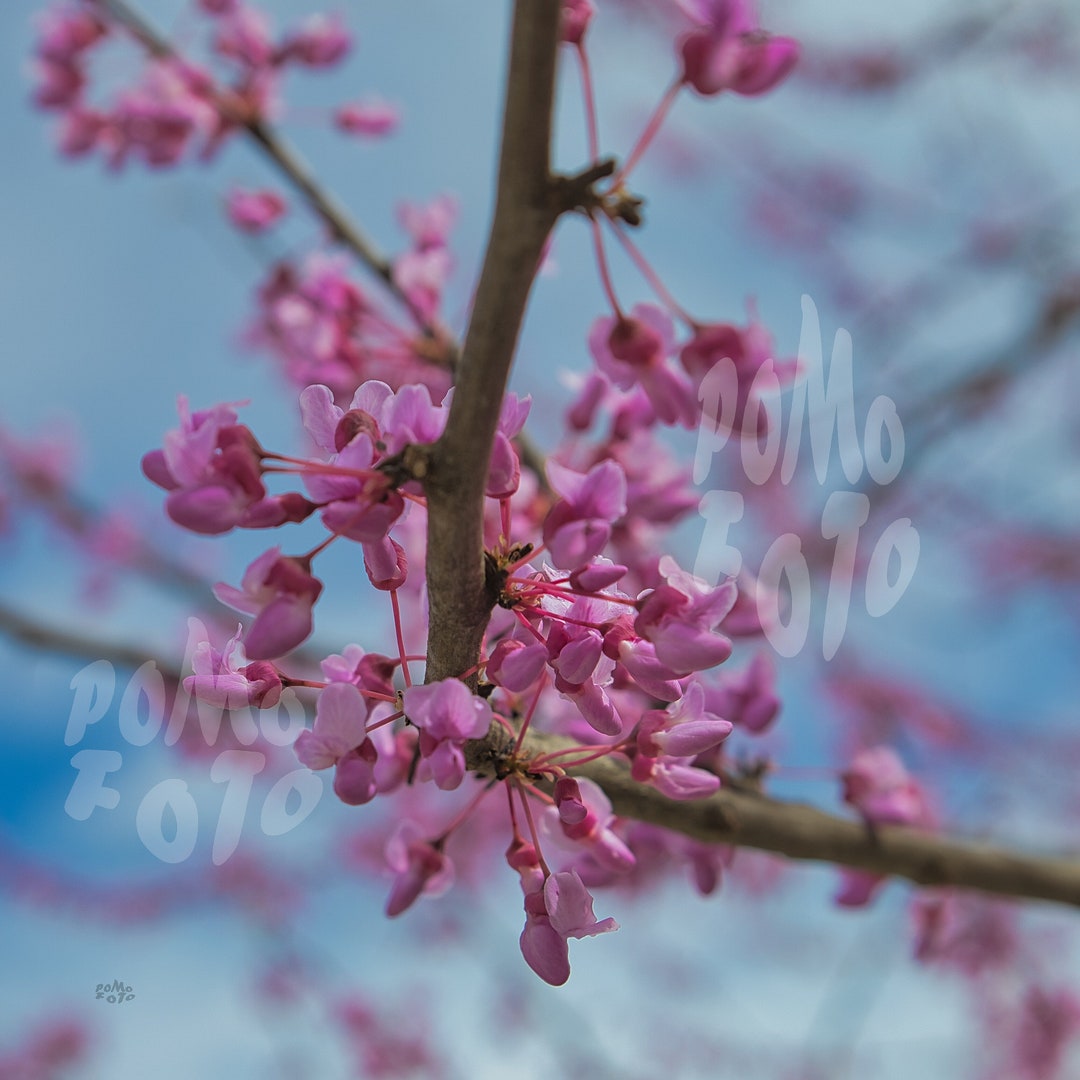 Redbud Tree in Bloom in Missouri Print- Giclee Fine Art - Wall Art ...