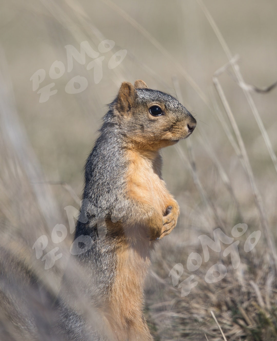 INSTANT DOWNLOAD Eastern Fox Squirrel Cute Rodent Wildlife Adorable ...