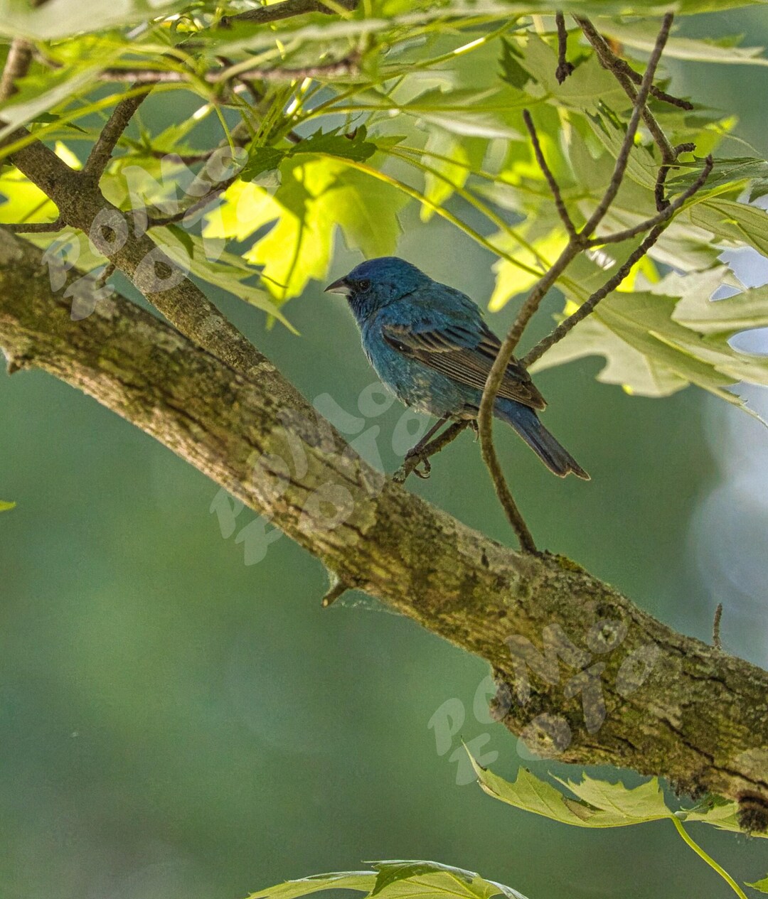 Indigo Bunting in Tree Bird Nature Wildlife Digital Printable Wall Art ...
