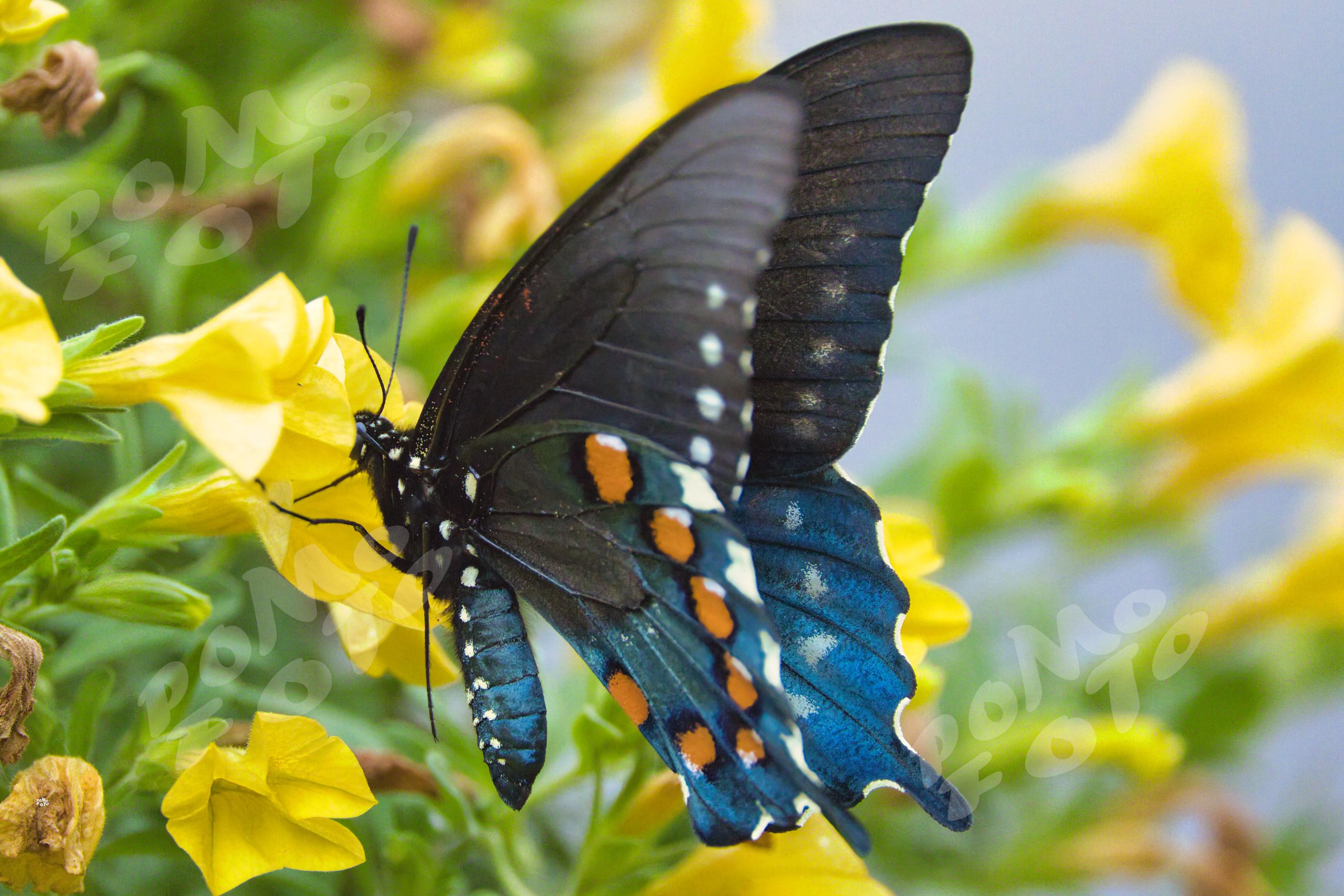 INSTANT DOWNLOAD Yellow Flowers and Black Swallowtail Butterfly ...